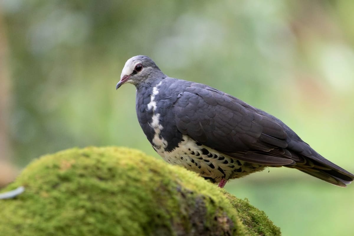 Bird of the Month: Wonga Pigeon