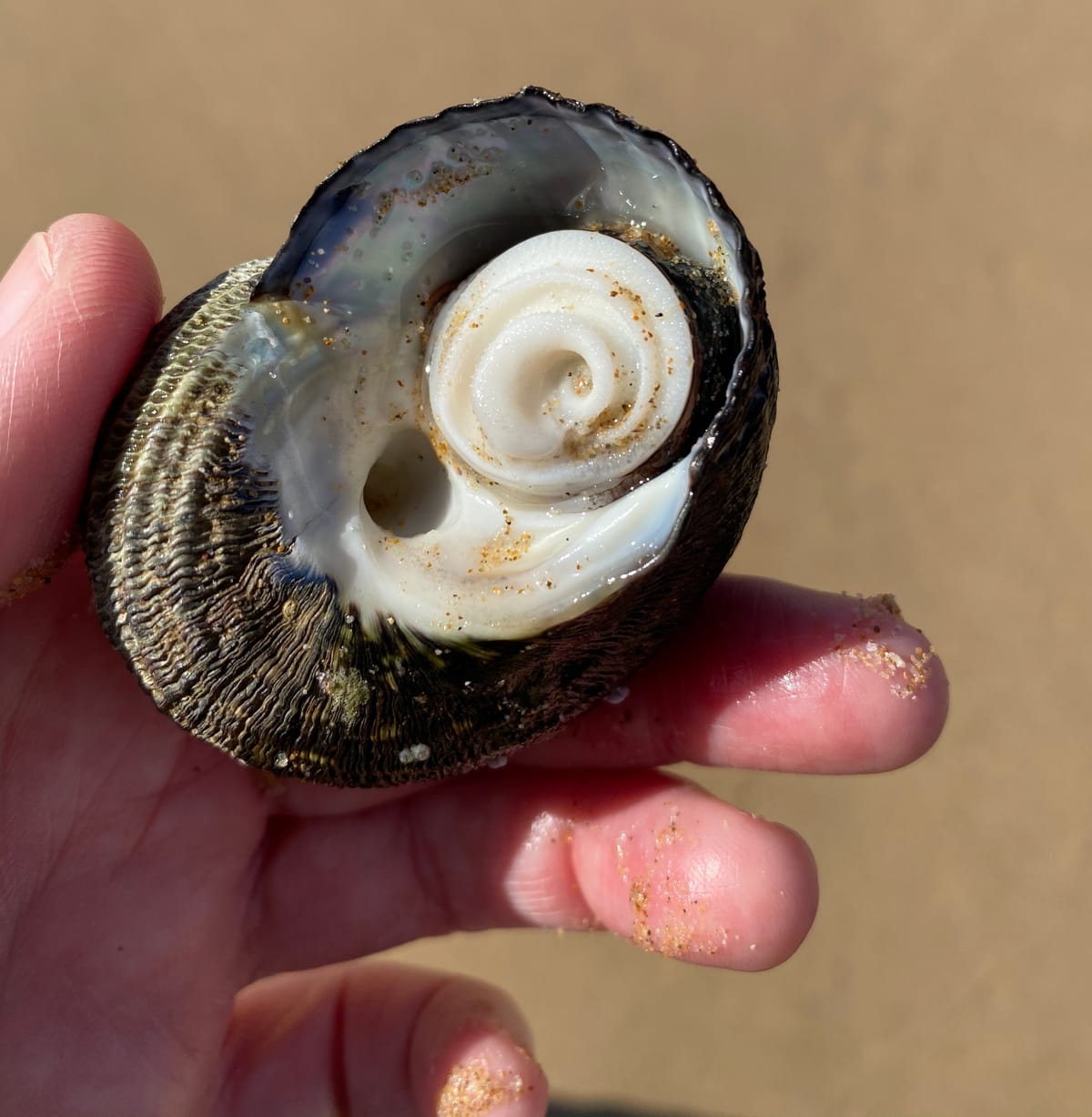 Snail doors for a shell ‘house’